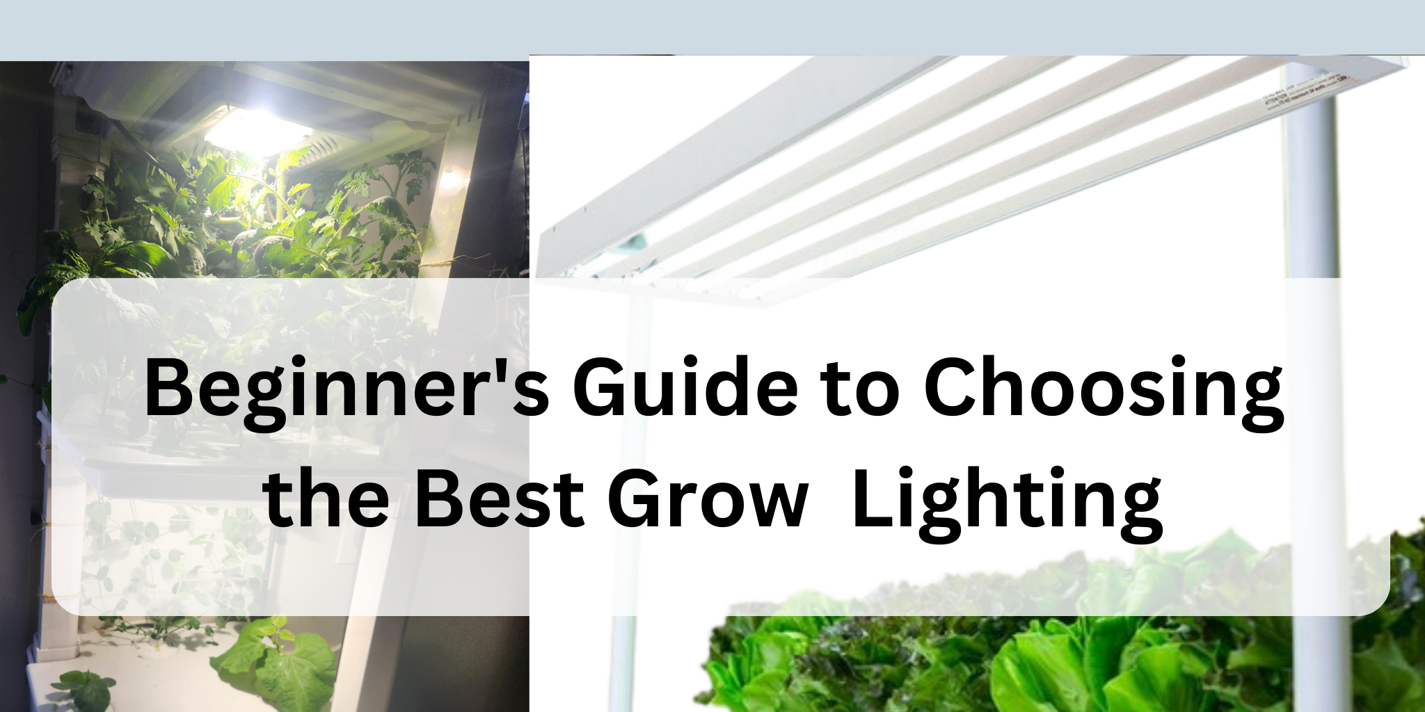 Grow Lights 101: The Ultimate Beginner's Guide to Choosing the Best Li ...