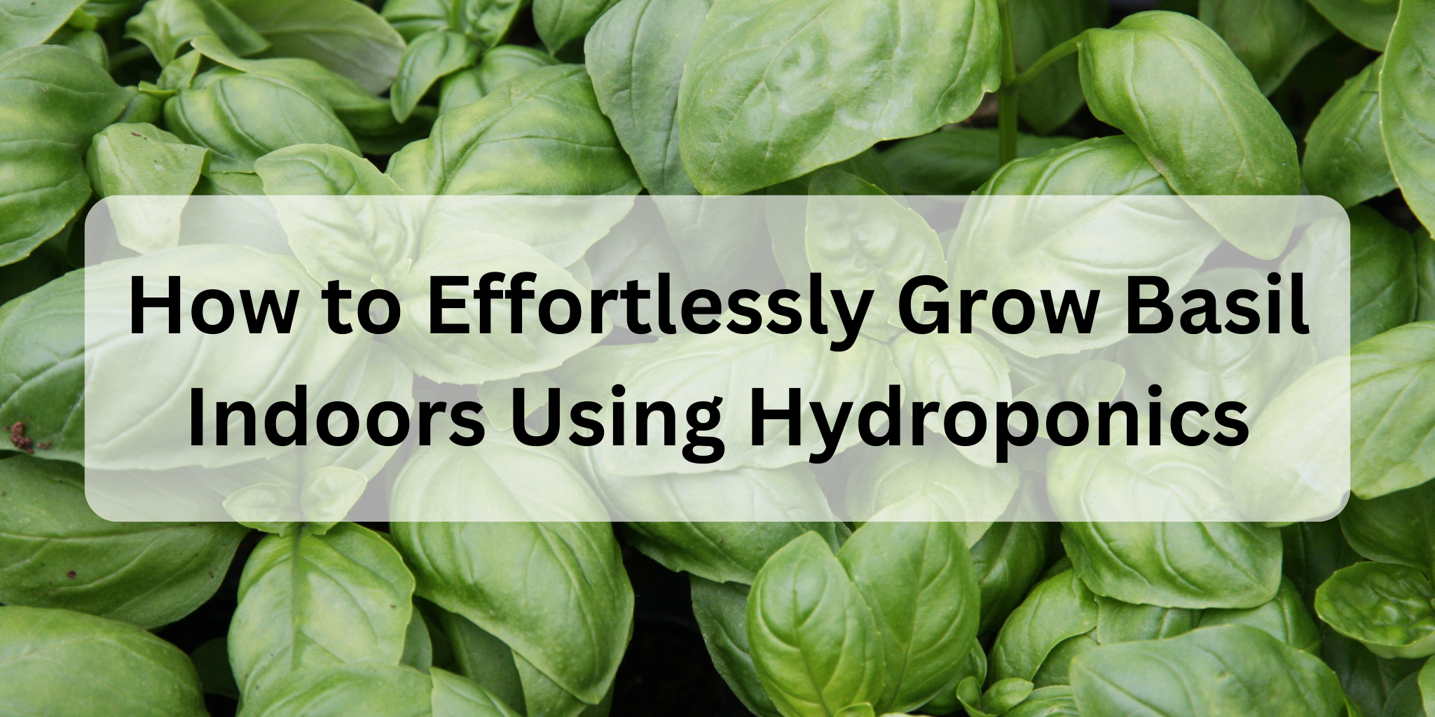 How to Effortlessly Grow Basil Indoors Using Hydroponics – Hope Innovations