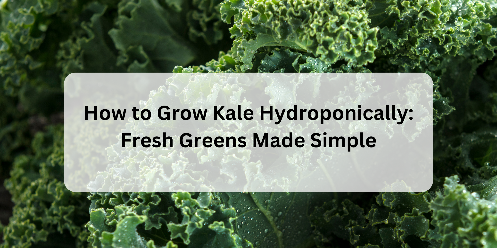 How to Grow Kale Hydroponically: Fresh Greens Made Simple – Hope ...