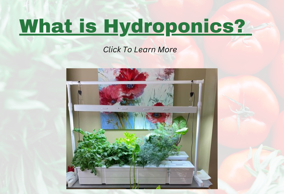 What is Hydroponics? – Hope Innovations